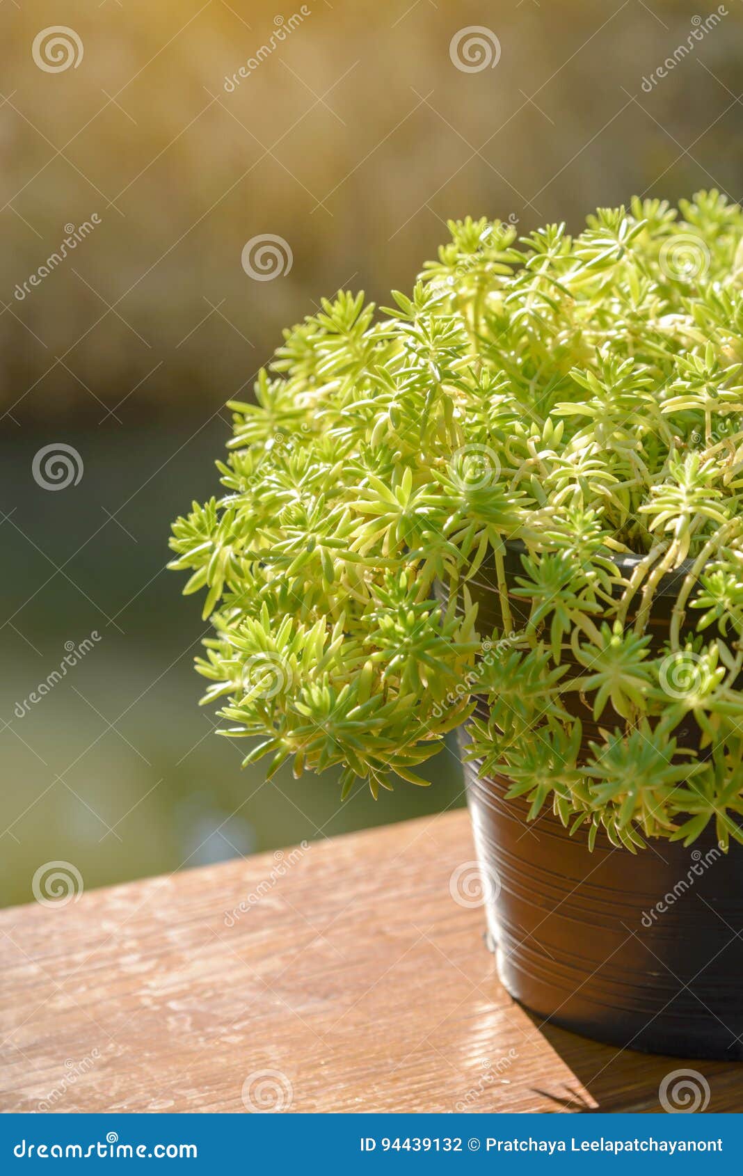 Little Green Tree Pots in Vase with Sunlight Decoration Stock Photo ...