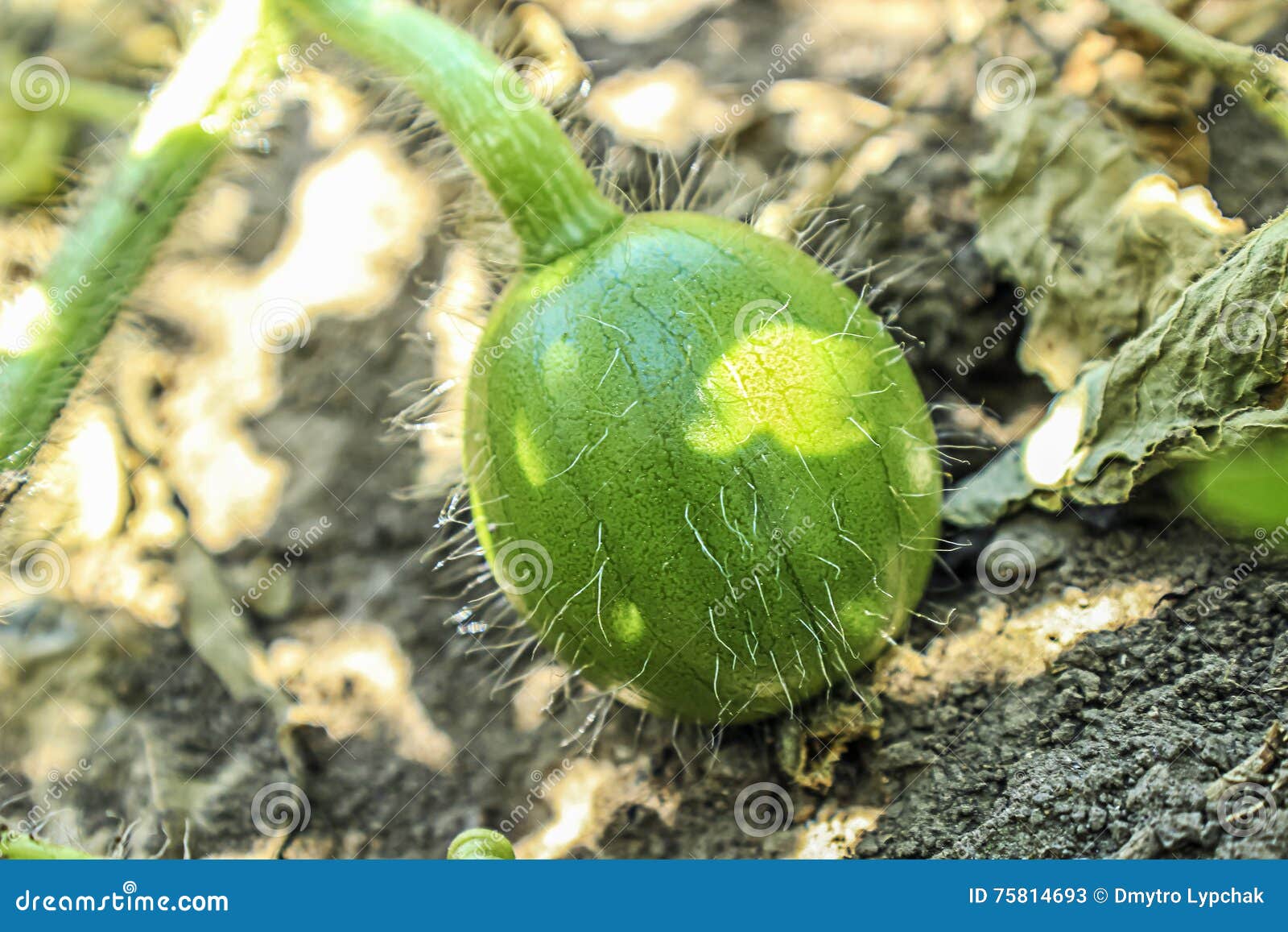 Little Green Watermelon on a Branch Stock Image - Image of summer, head ...
