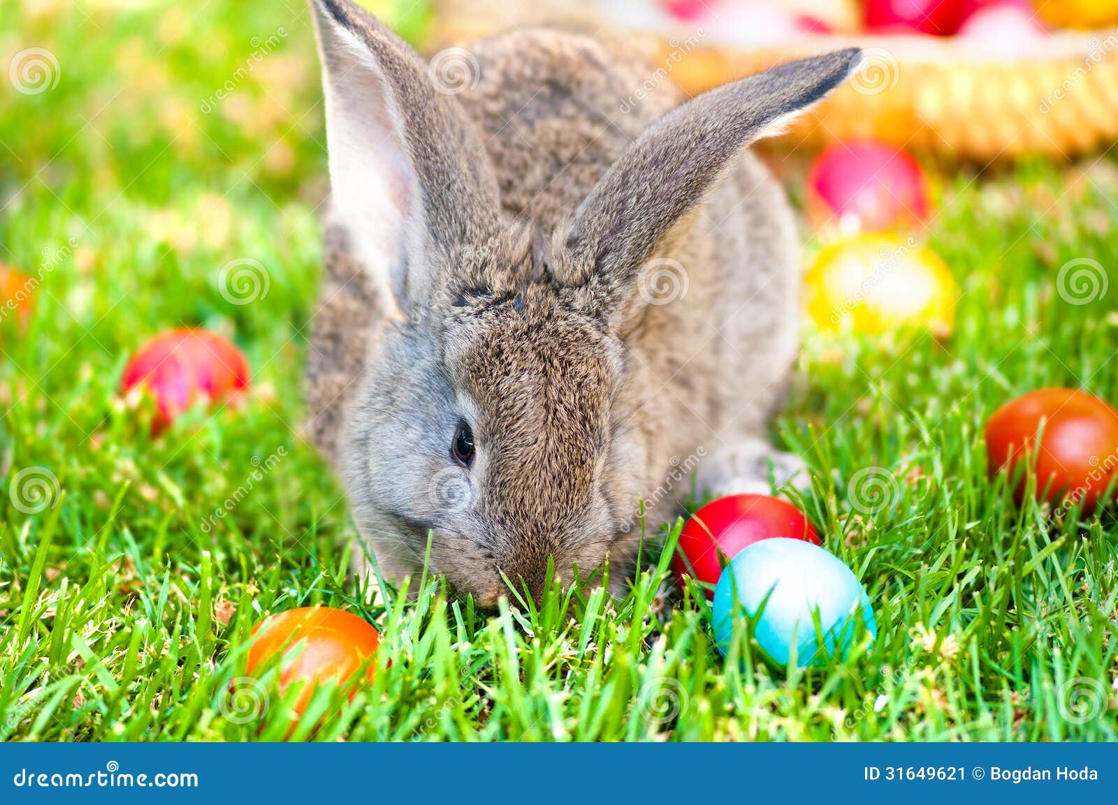 Little Grey Bunny Playing in the Grass with Easter Eggs Stock Image ...