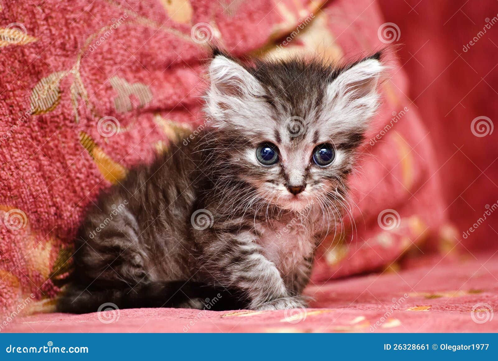 Little grey cat stock image. Image of striped, pretty - 26328661