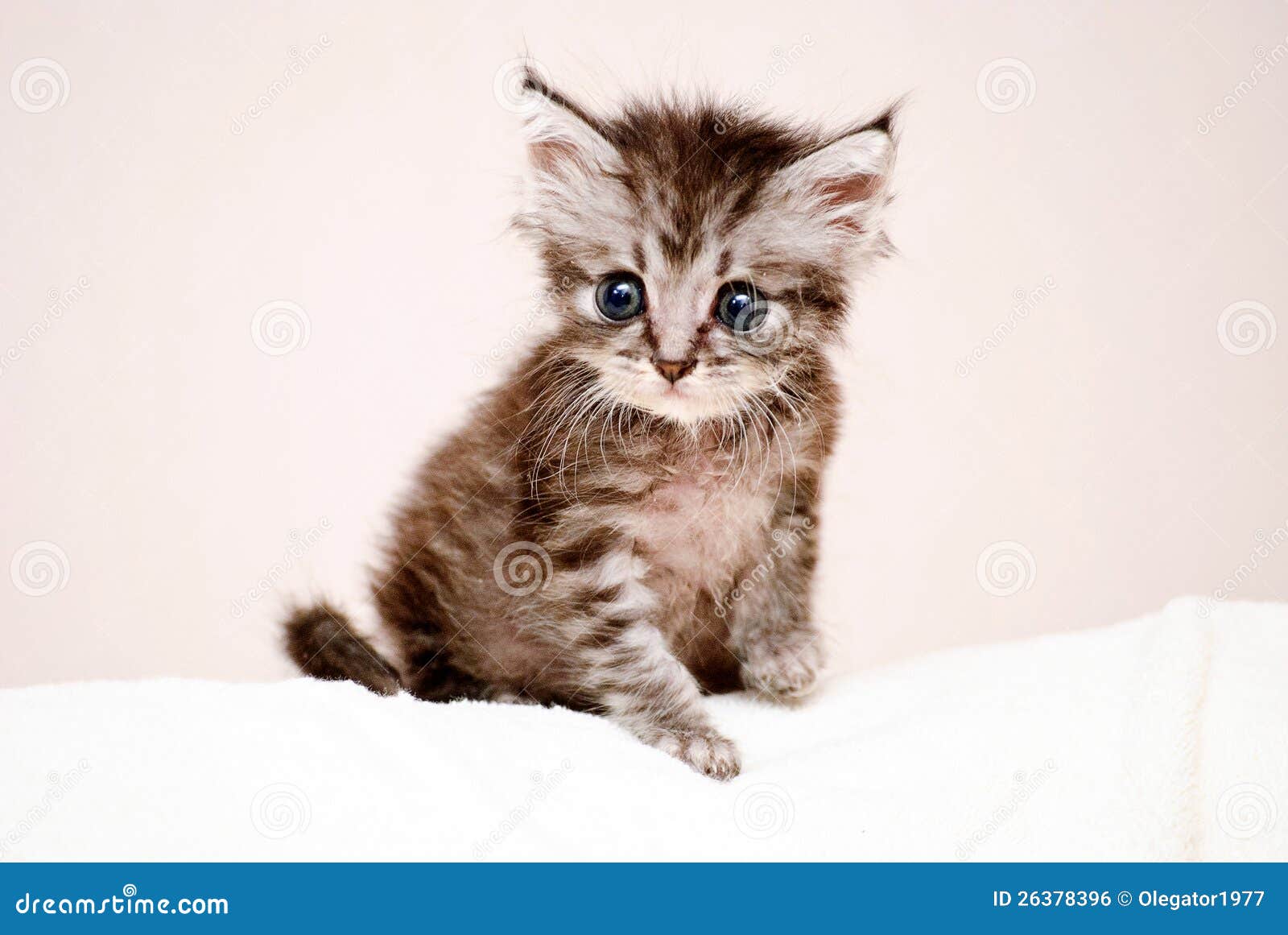 Little grey cat stock photo. Image of beauty, cute, purr - 26378396