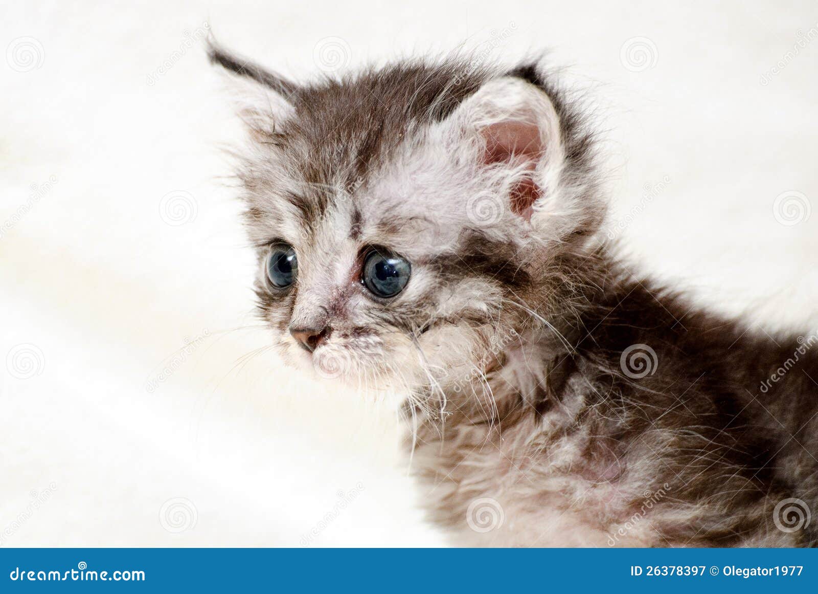 Little grey cat stock image. Image of young, striped - 26378397
