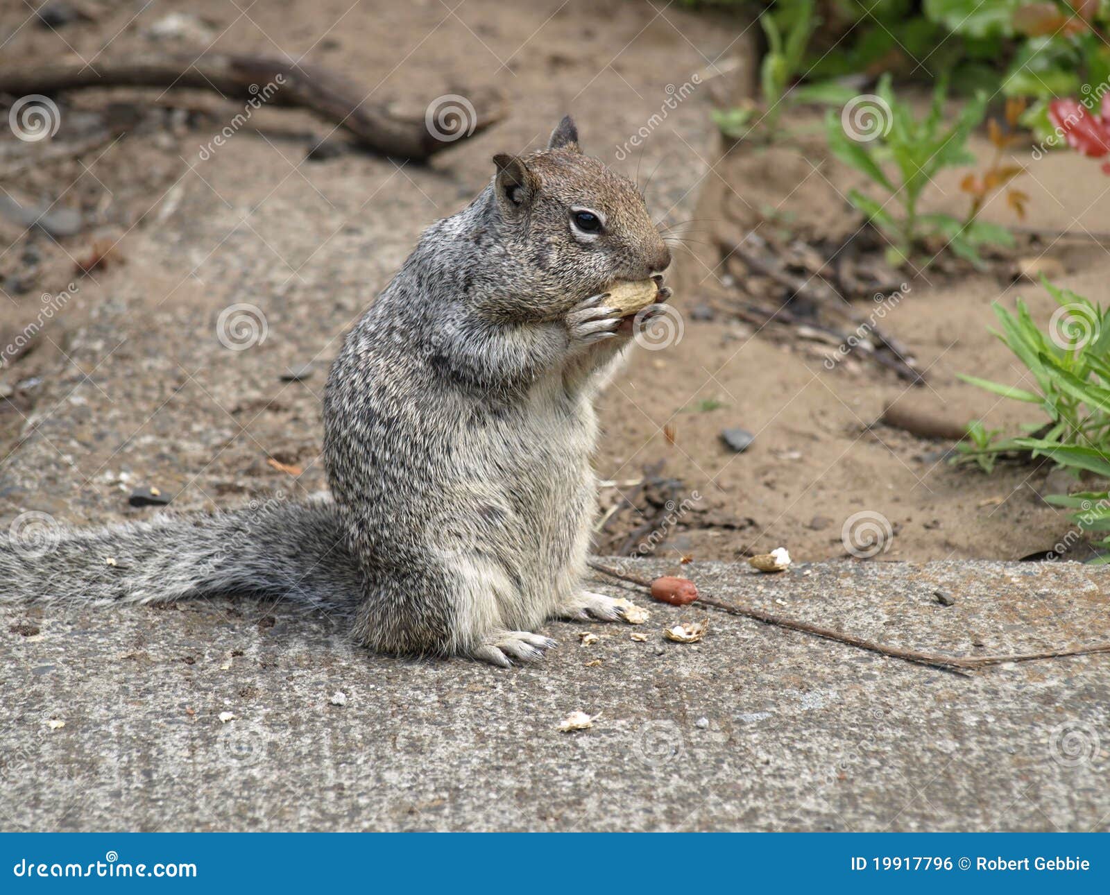 Little Grey Digger Squirrel Stock Photo - Image of bliss, spermophilus ...