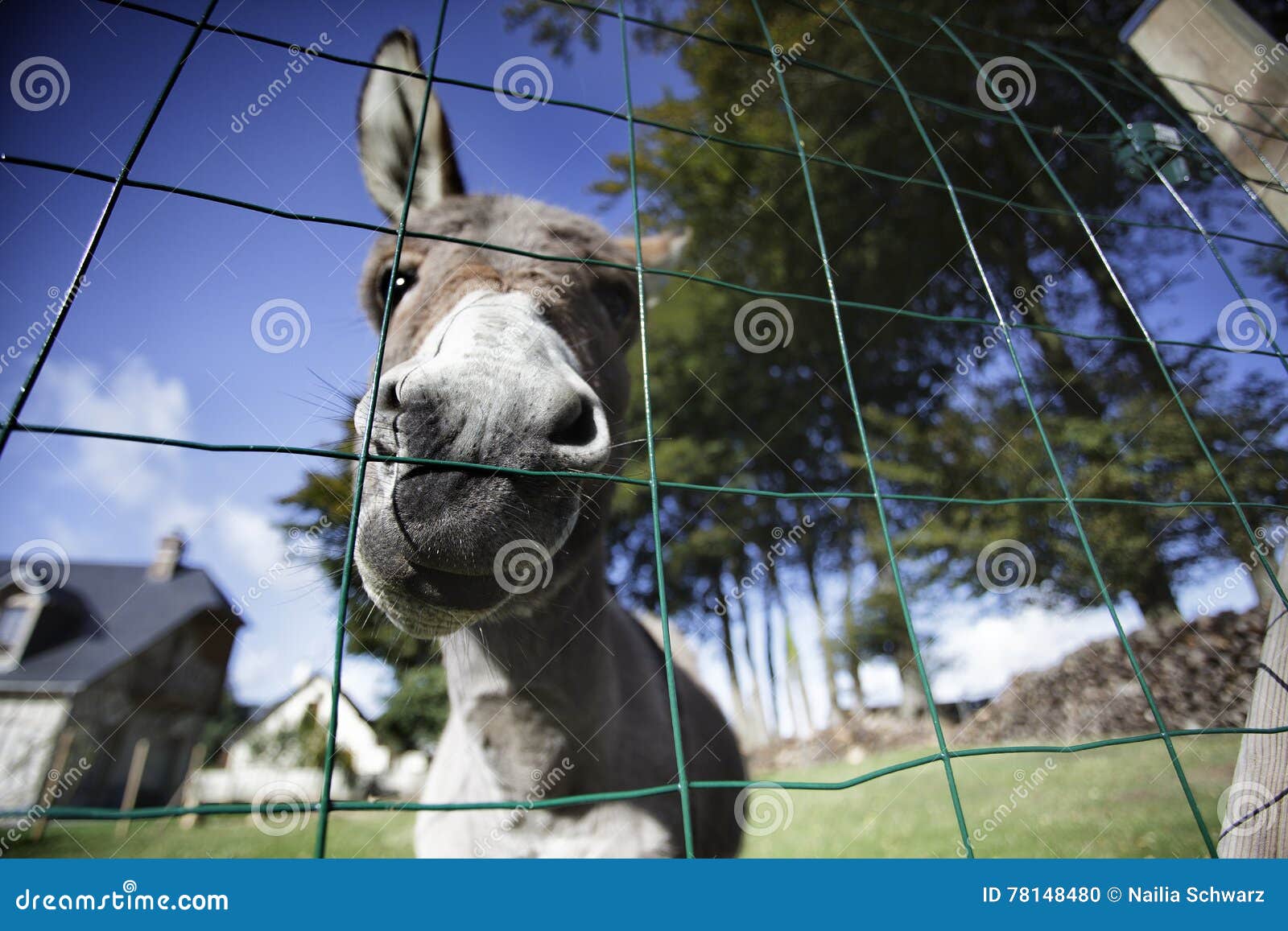 Little grey Donkey stock photo. Image of animal, range - 78148480