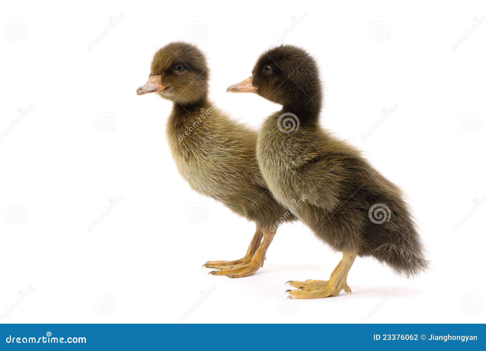 Little grey duck stock photo. Image of cute, baby, walking - 23376062