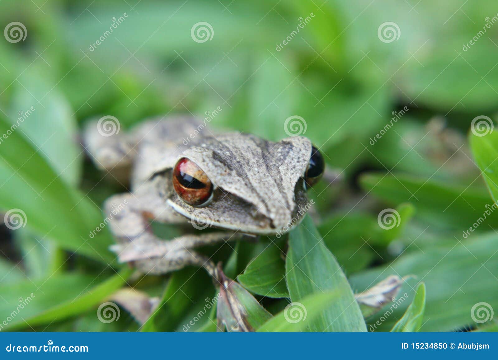 Little grey frog stock photo. Image of calm, garden, cute - 15234850