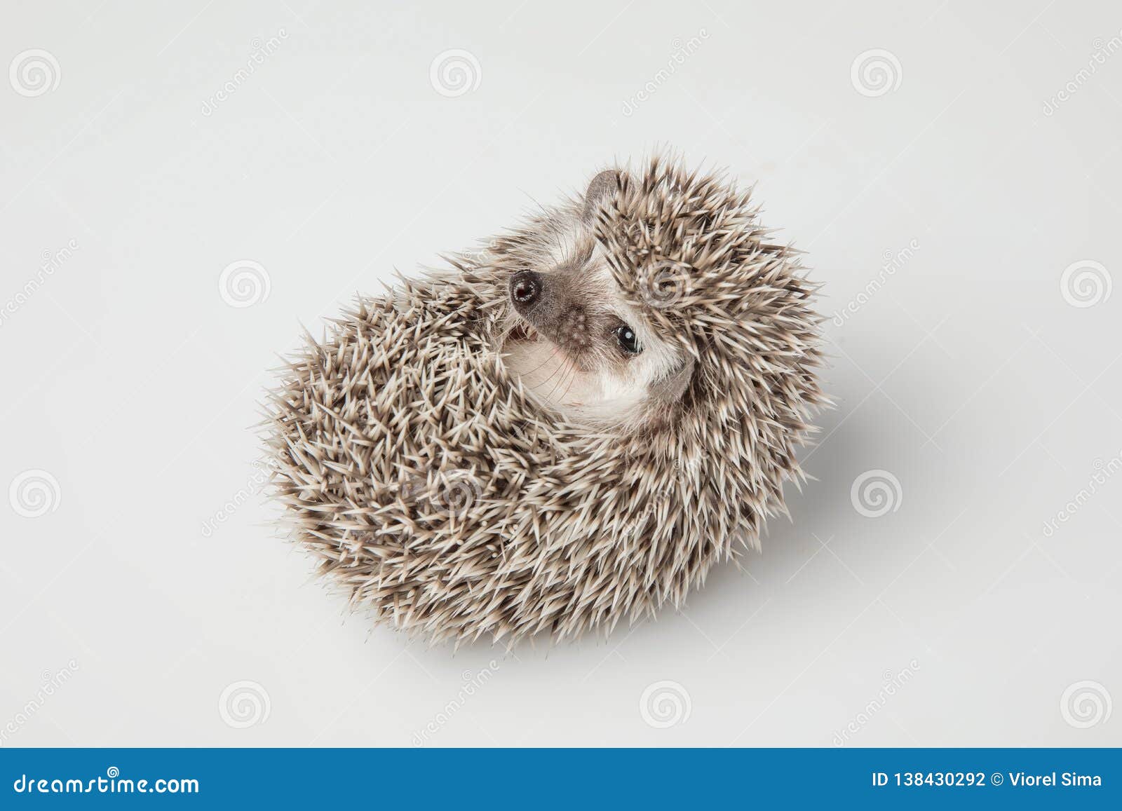 Little Grey Hedgehog Resting on Its Back Stock Photo - Image of spikes ...