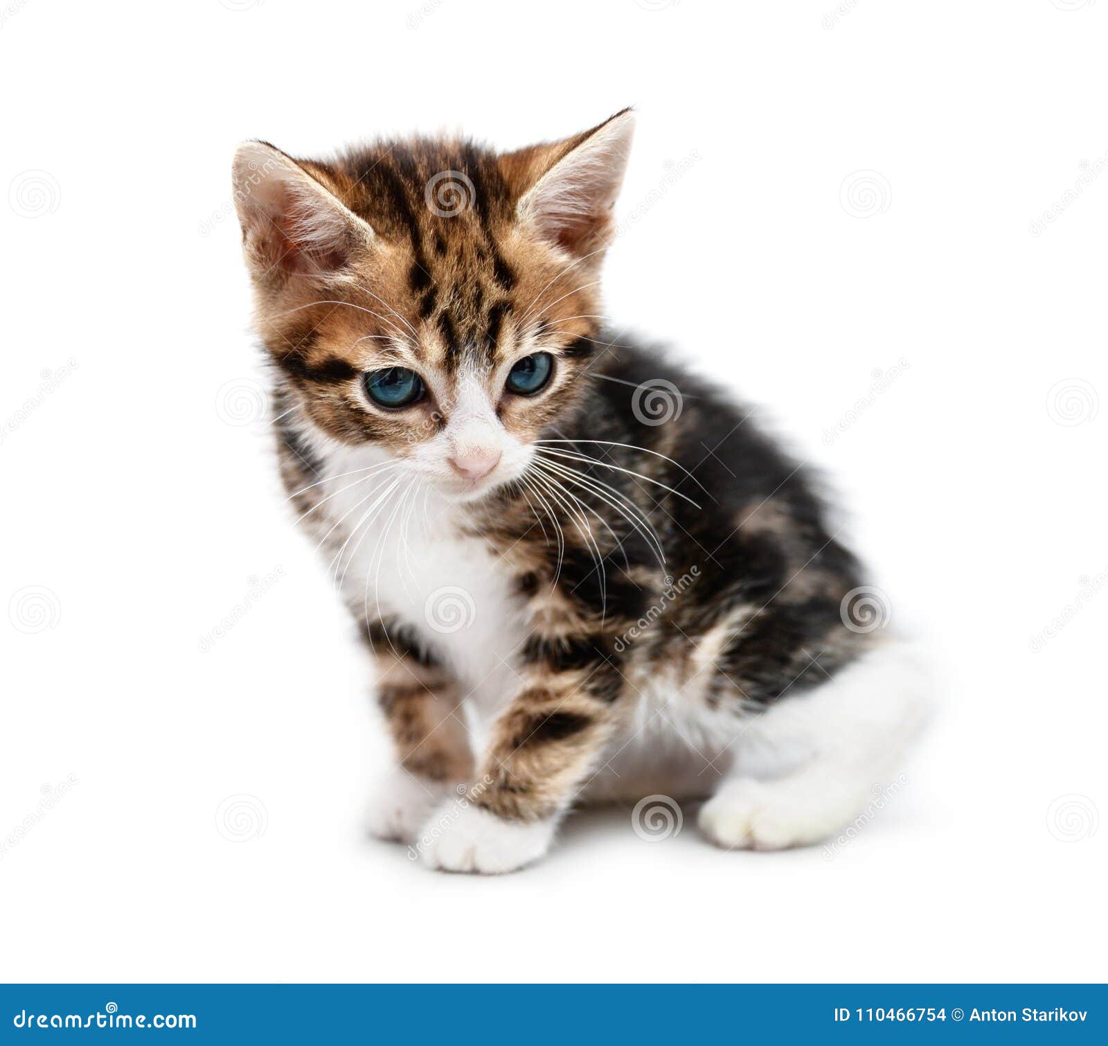 Little grey kitten stock photo. Image of portrait, isolated - 110466754
