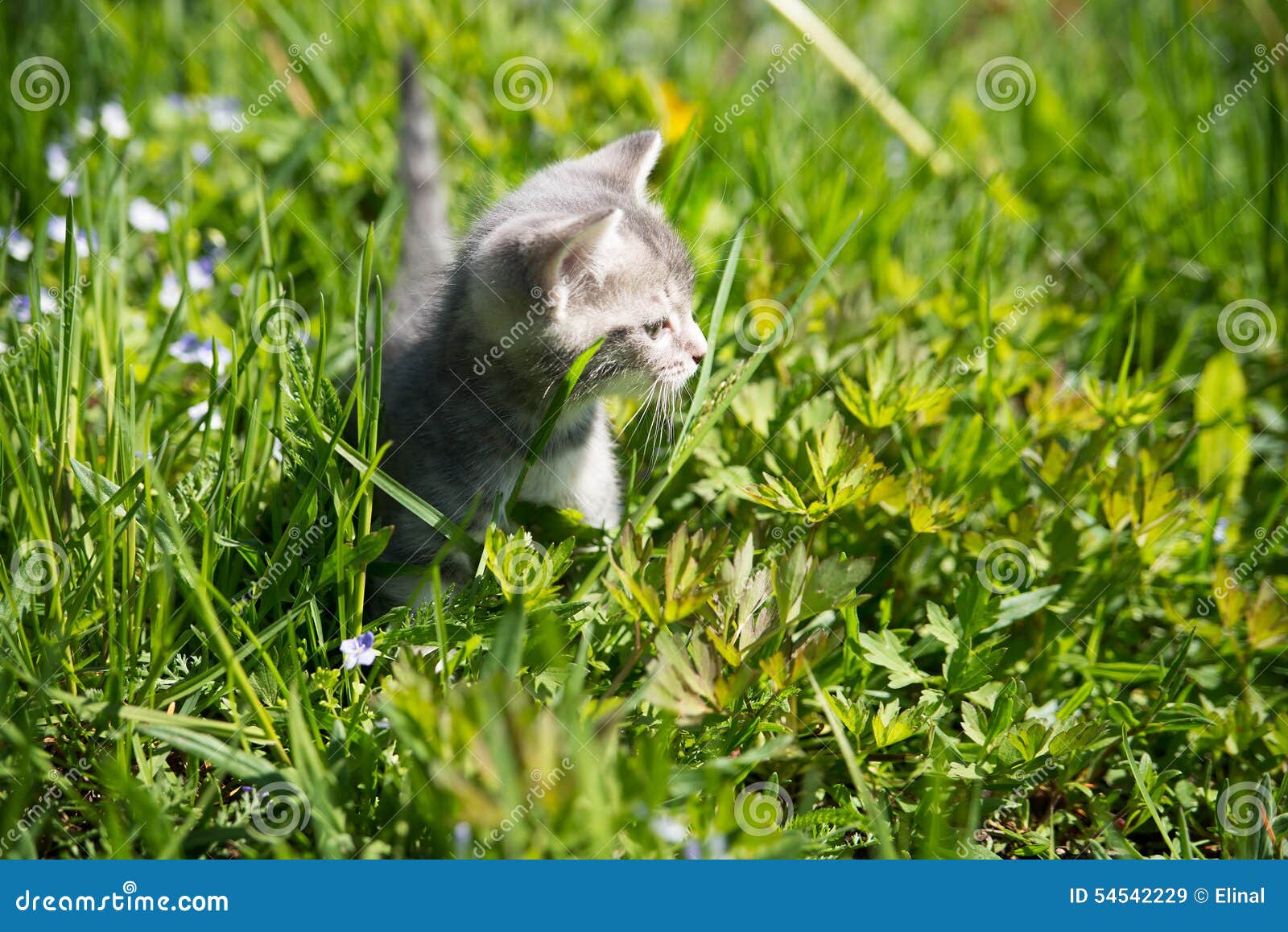 Little Grey Kitten Playing in Grass. Outdoor Stock Image - Image of ...