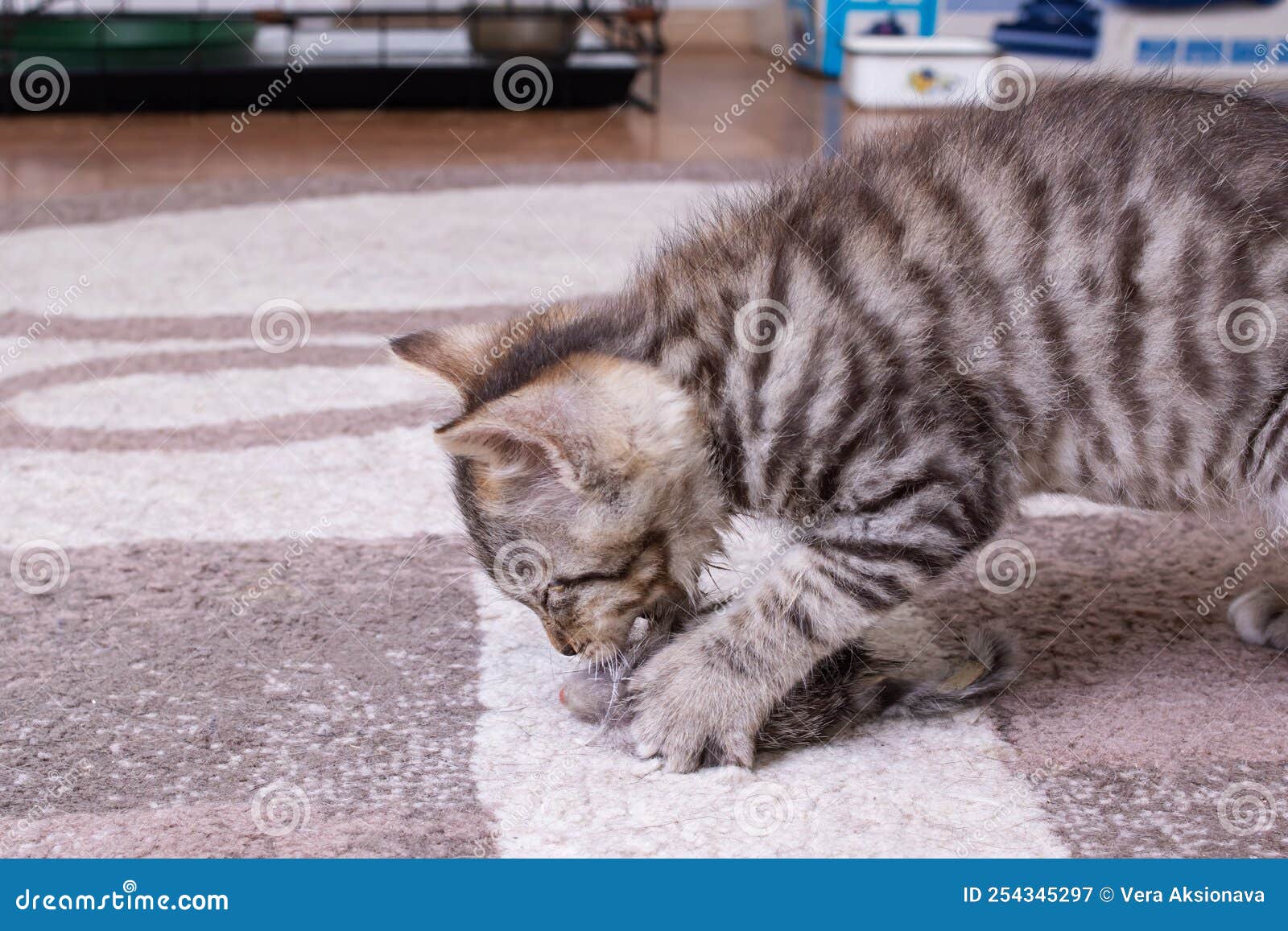 Little Grey Kitten Playing with Toy Mouse Stock Image - Image of ...
