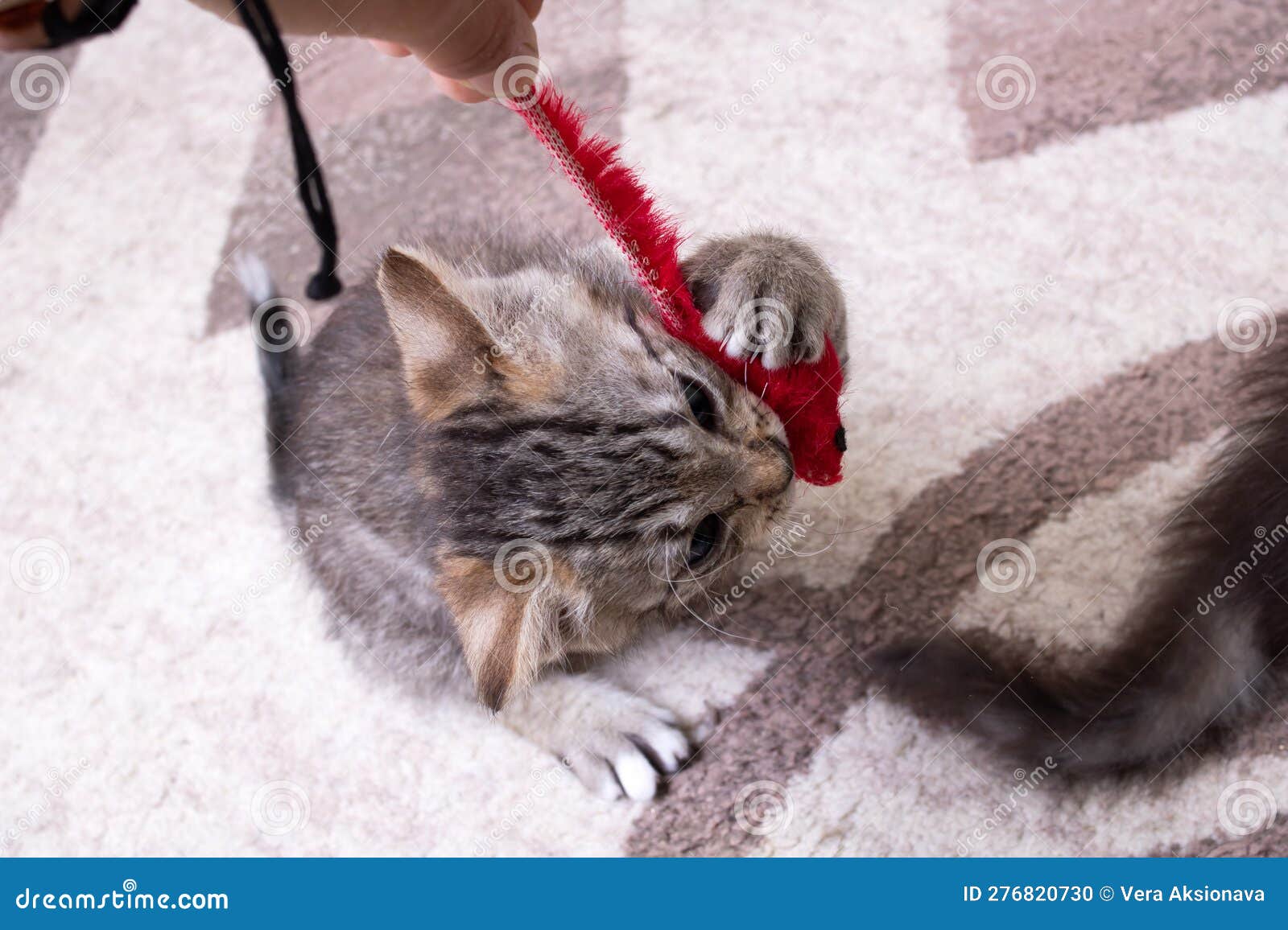 Little Grey Kitten Playing with Toy Mouse Stock Photo - Image of white ...