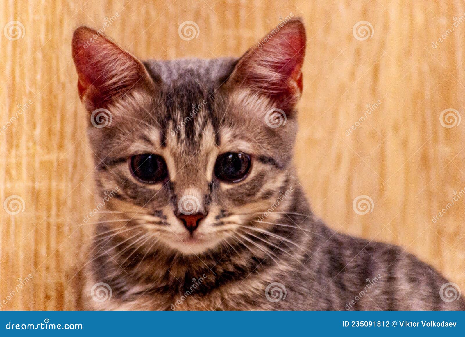 Little grey kitty posing! stock photo. Image of ñ…ð²oñ ñ‚ - 235091812