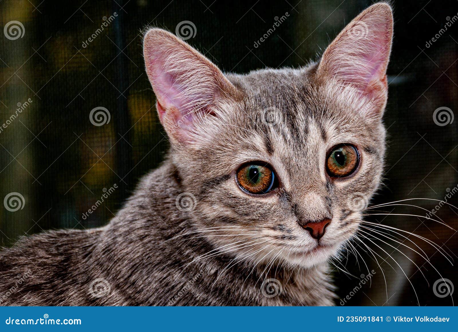 Little grey kitty posing! stock image. Image of snout - 235091841