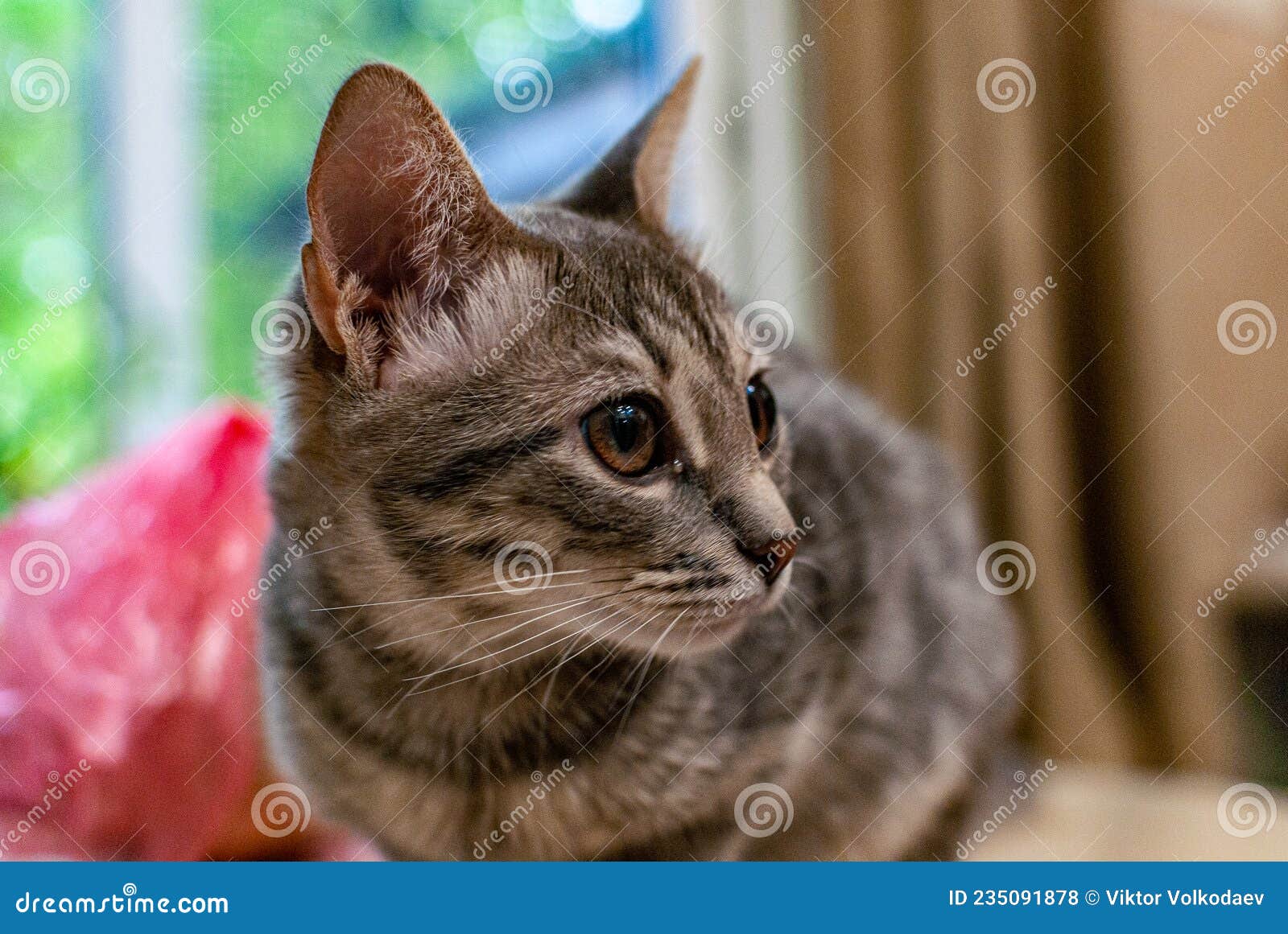 Little grey kitty posing! stock photo. Image of ð½oñ - 235091878