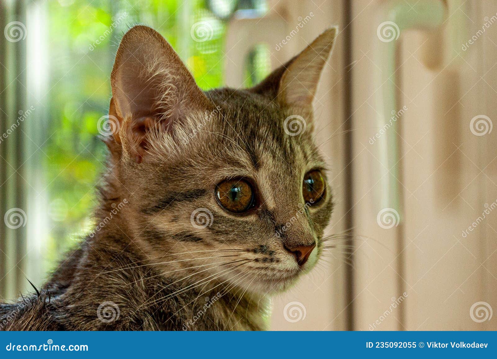 Little grey kitty posing! stock image. Image of ðºoñˆðµñ‡ðºð° - 235092055