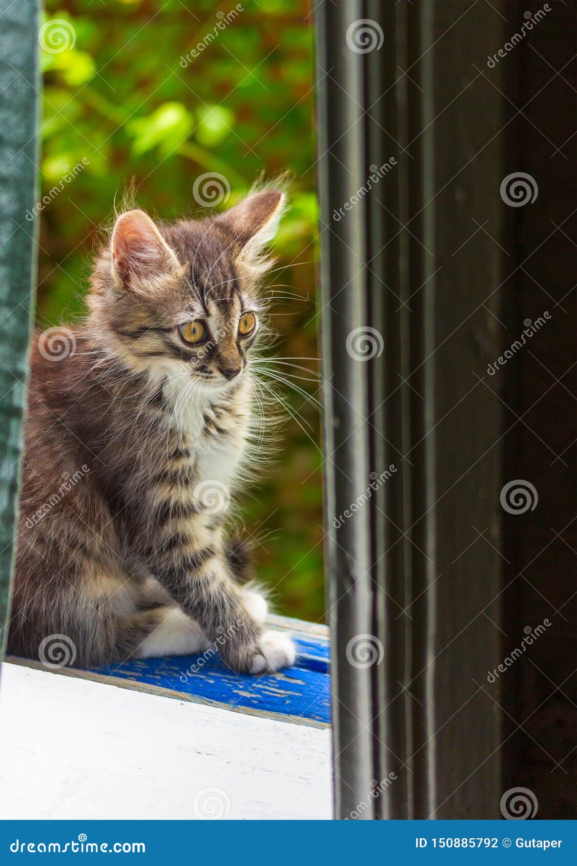 Grey Kitty Sitting at the Window Stock Photo - Image of head, cute ...