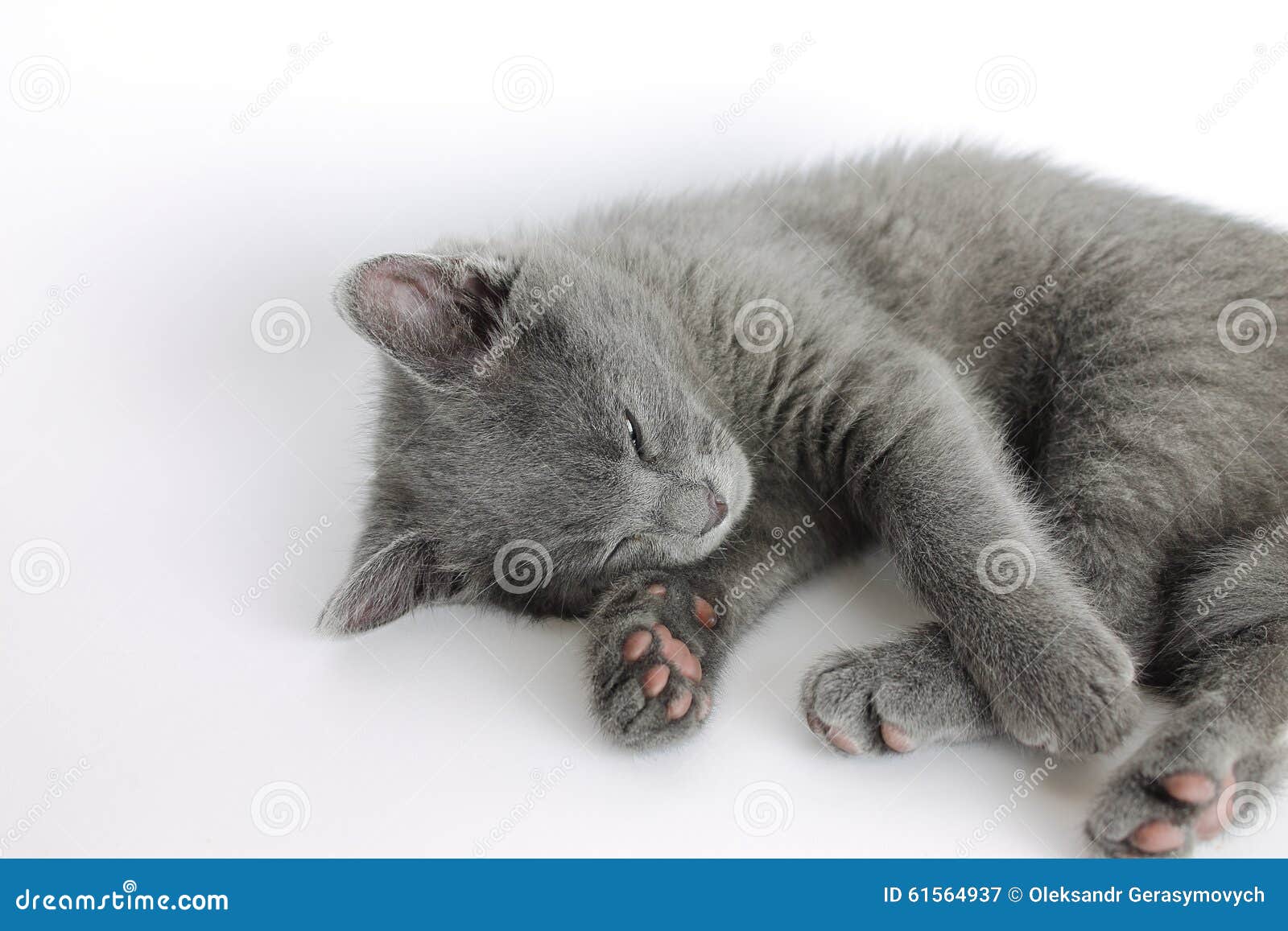Little grey kitty stock image. Image of kitty, pets, grey - 61564937