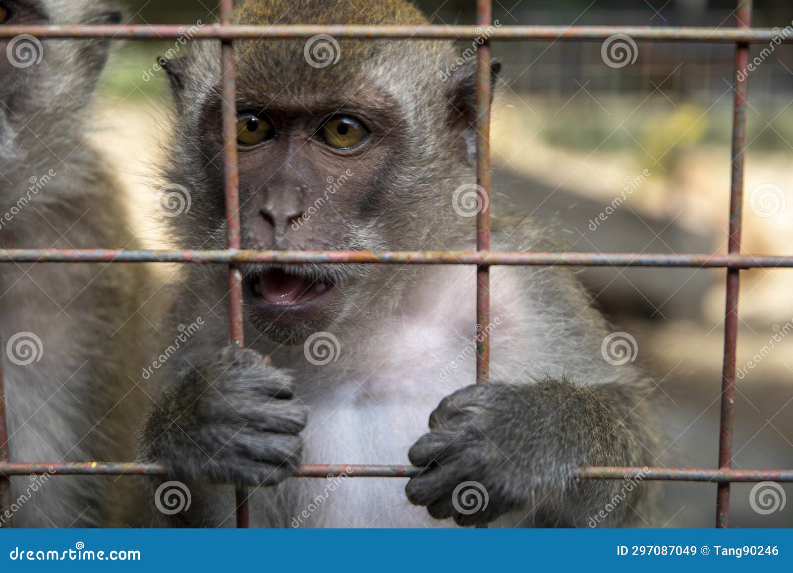 Little monkey in the cage stock image. Image of mammal - 297087049