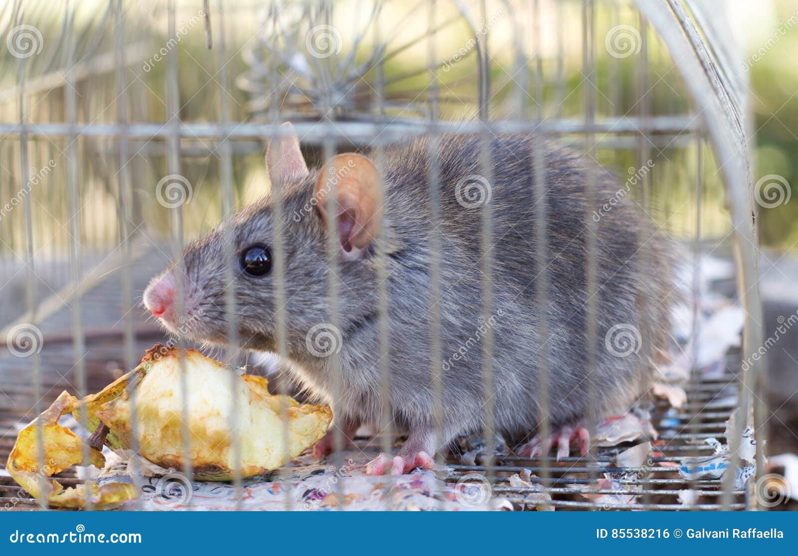 Little Grey Mouse Eating an Apple Stock Photo - Image of object, close ...