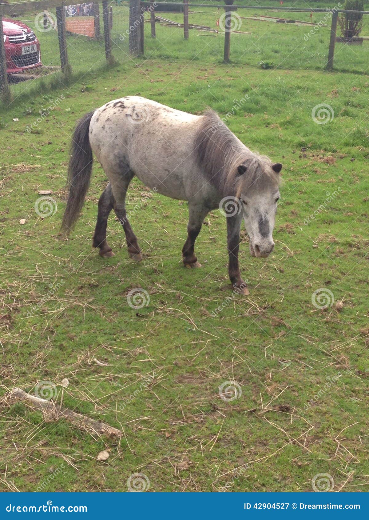 Little grey pony editorial photography. Image of grey - 42904527