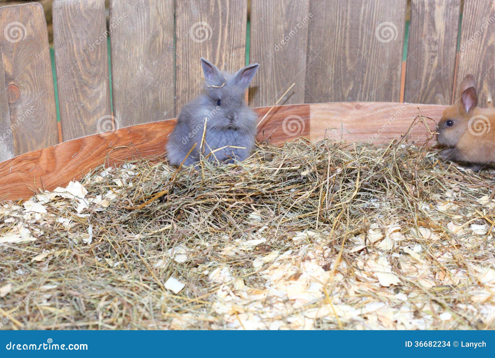 Little grey rabbit stock photo. Image of hair, letters - 36682234