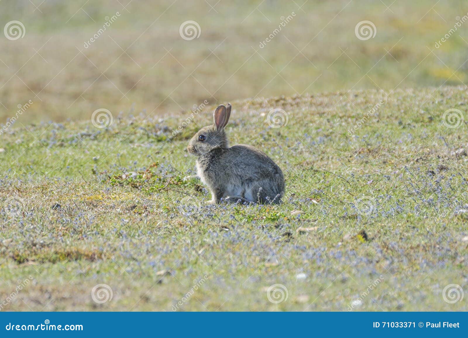 Little Grey Rabbit stock image. Image of nature, rural - 71033371