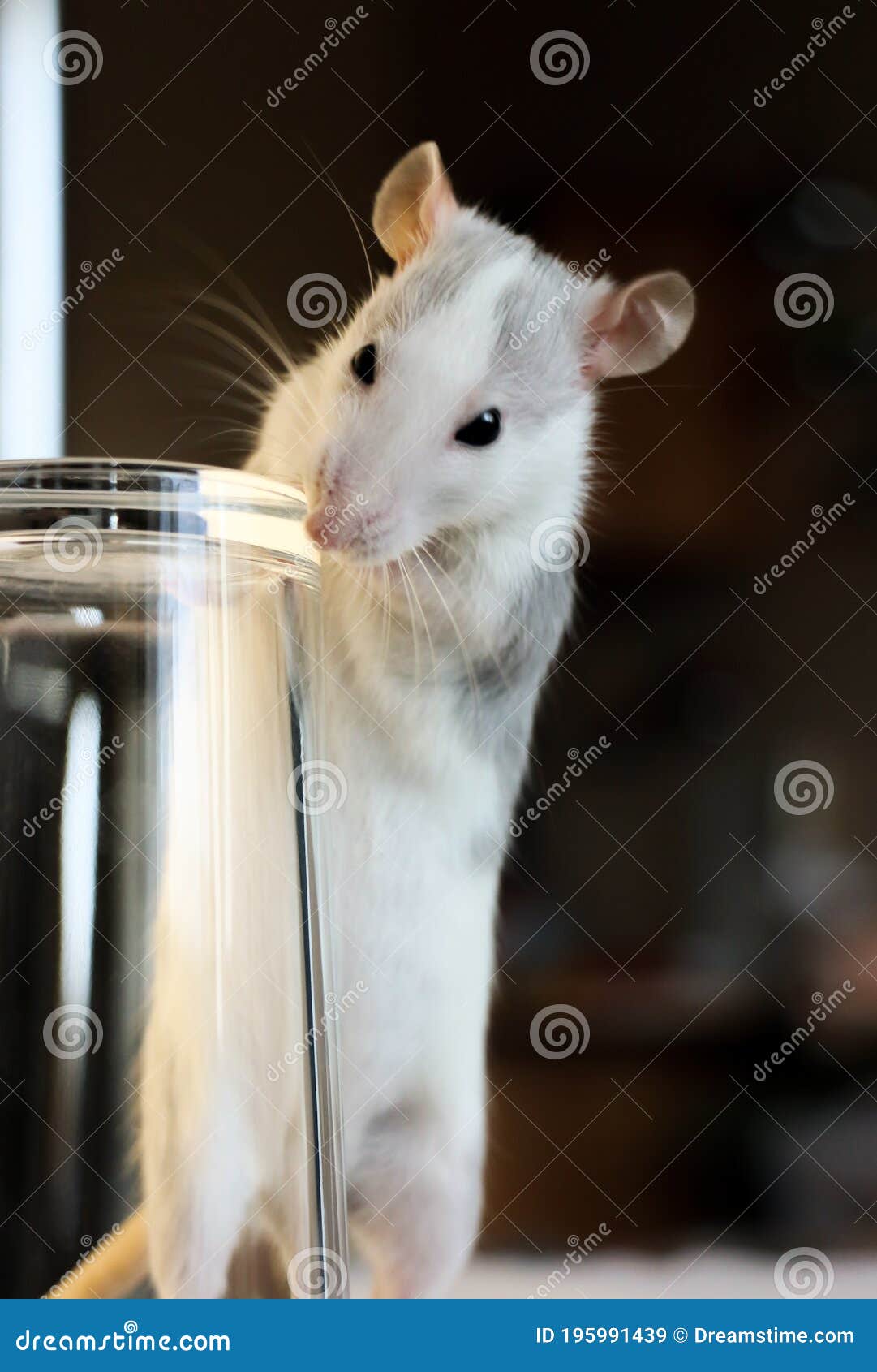 Little Grey Rat in the Kitchen Stock Image - Image of little, cute ...