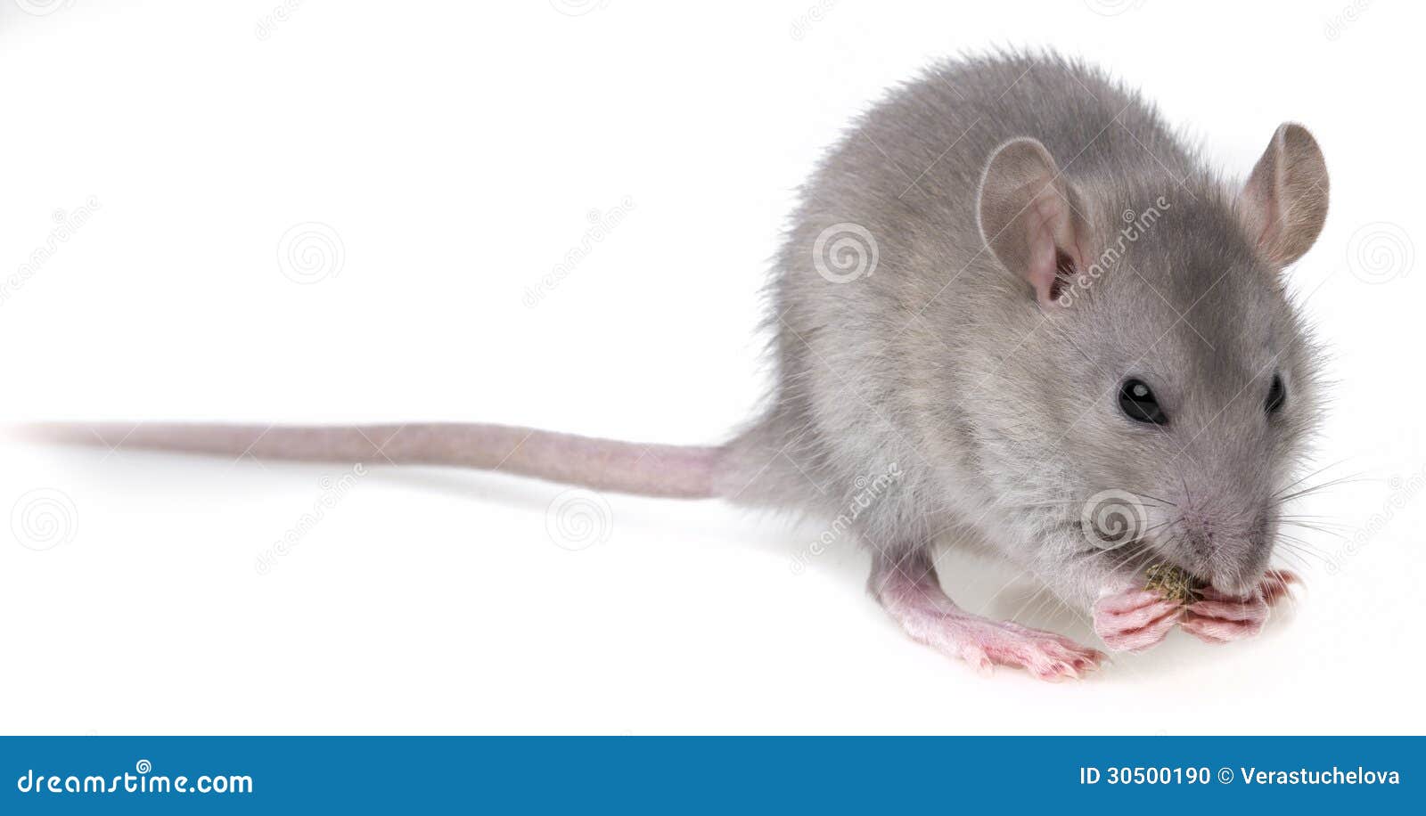 A little grey rat eating stock photo. Image of diseases - 30500190