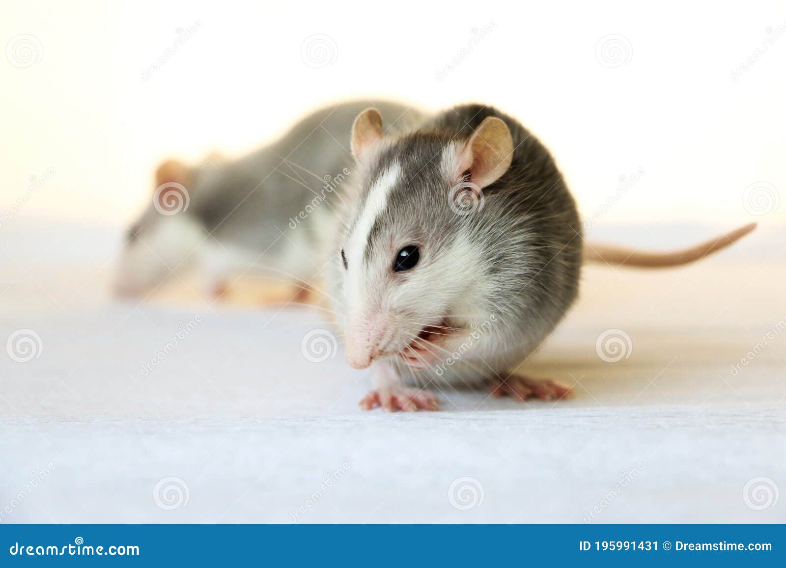 24,565 Grey Rodent Photos - Free & Royalty-Free Stock Photos from ...