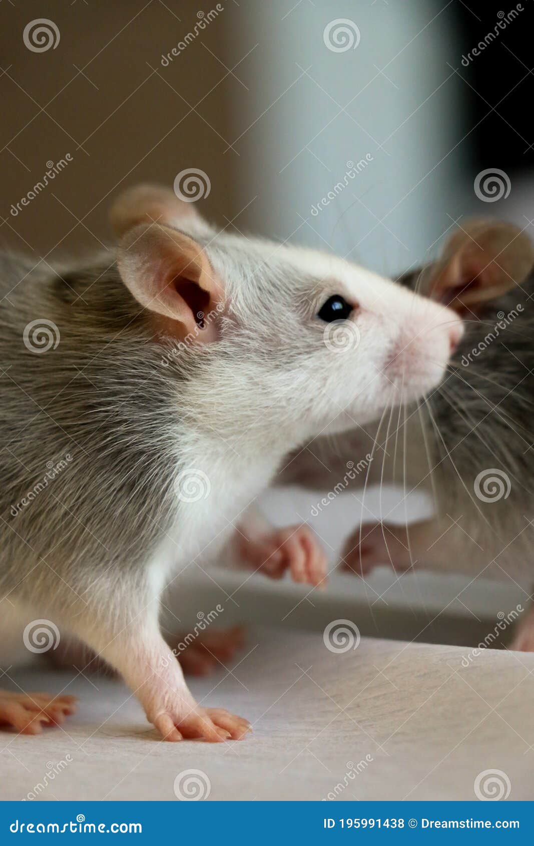 Little Grey Rodent in the Kitchen Stock Photo - Image of rodent ...