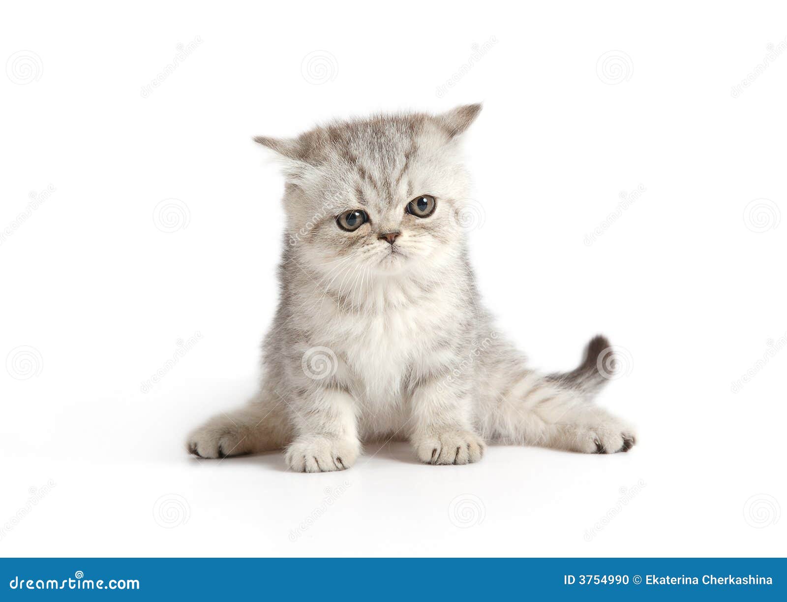 Little grey-white kitten stock photo. Image of soft, charming - 3754990