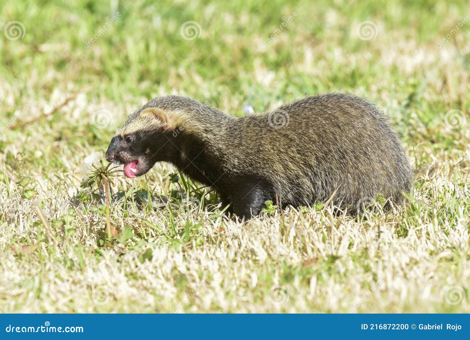 Little Grison in Grass Environment,Patagonia, Argentina Stock Photo ...