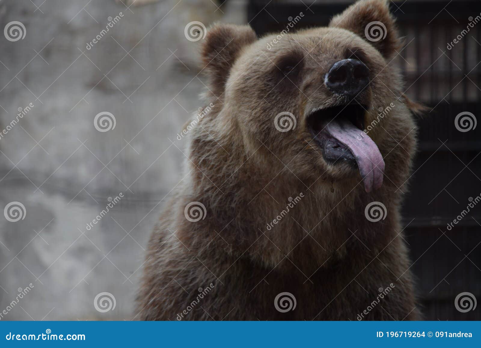 Little Grizzly Bear is Crawling Stock Photo - Image of park, grizzly ...