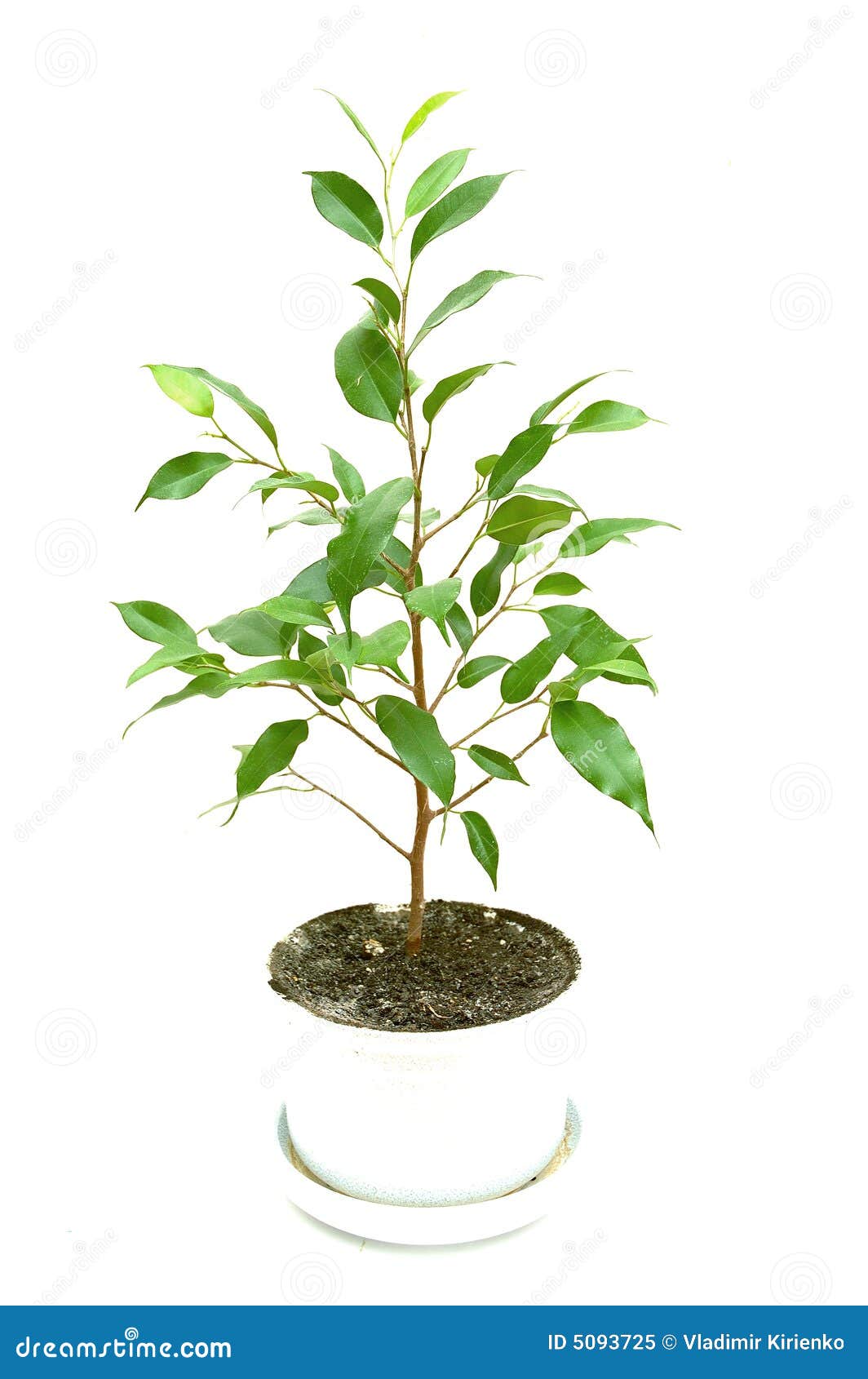 Little growing tree stock image. Image of illuminated - 5093725