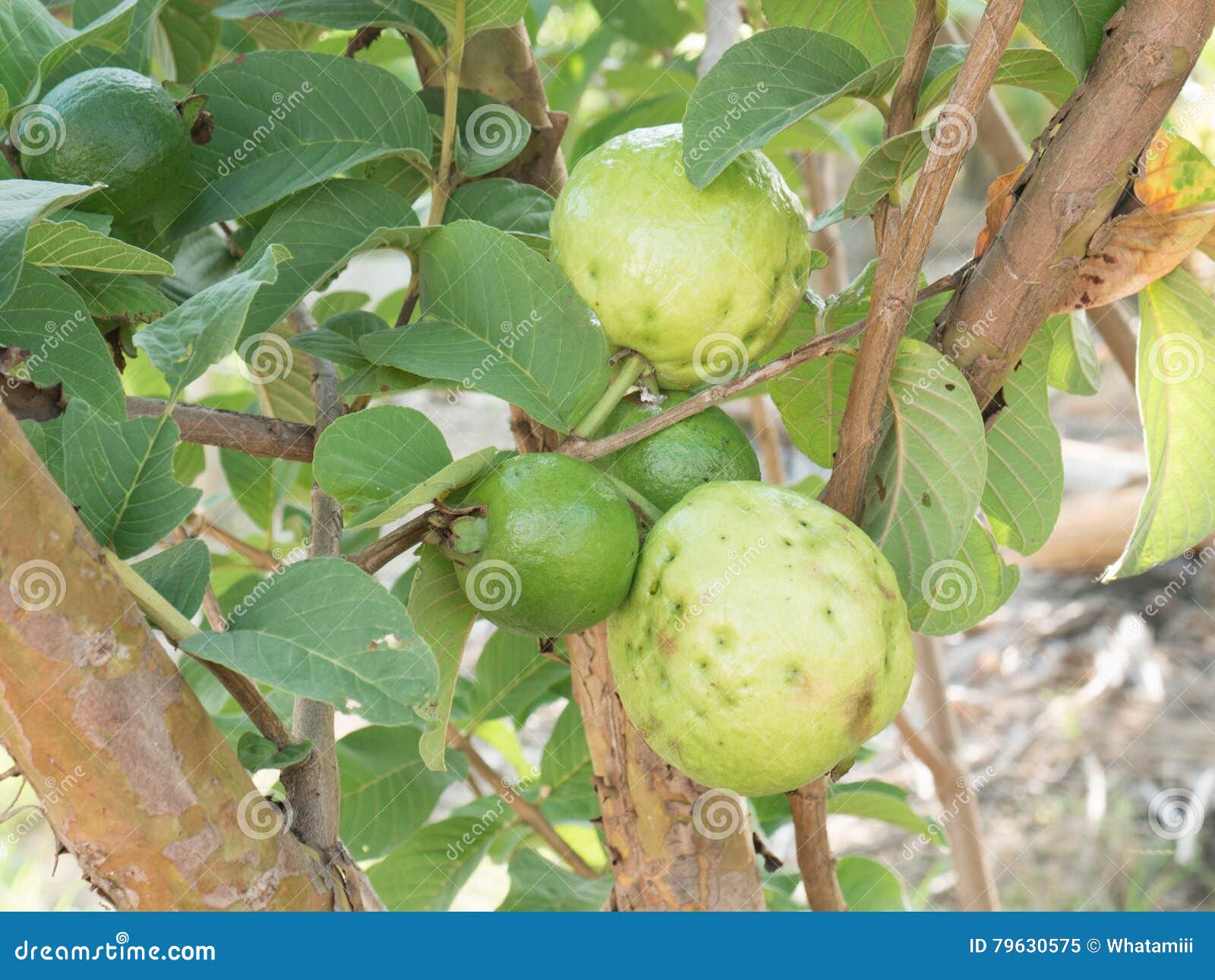 Little guava fruit on tree stock image. Image of market - 79630575