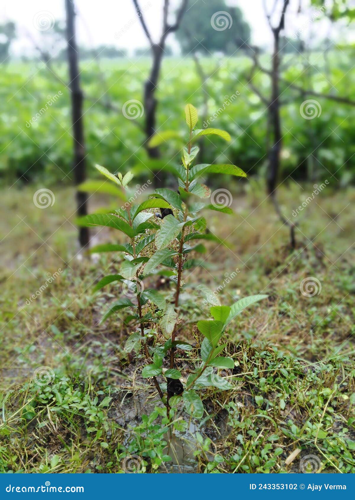 A little guava tree stock photo. Image of green, vegetation - 243353102