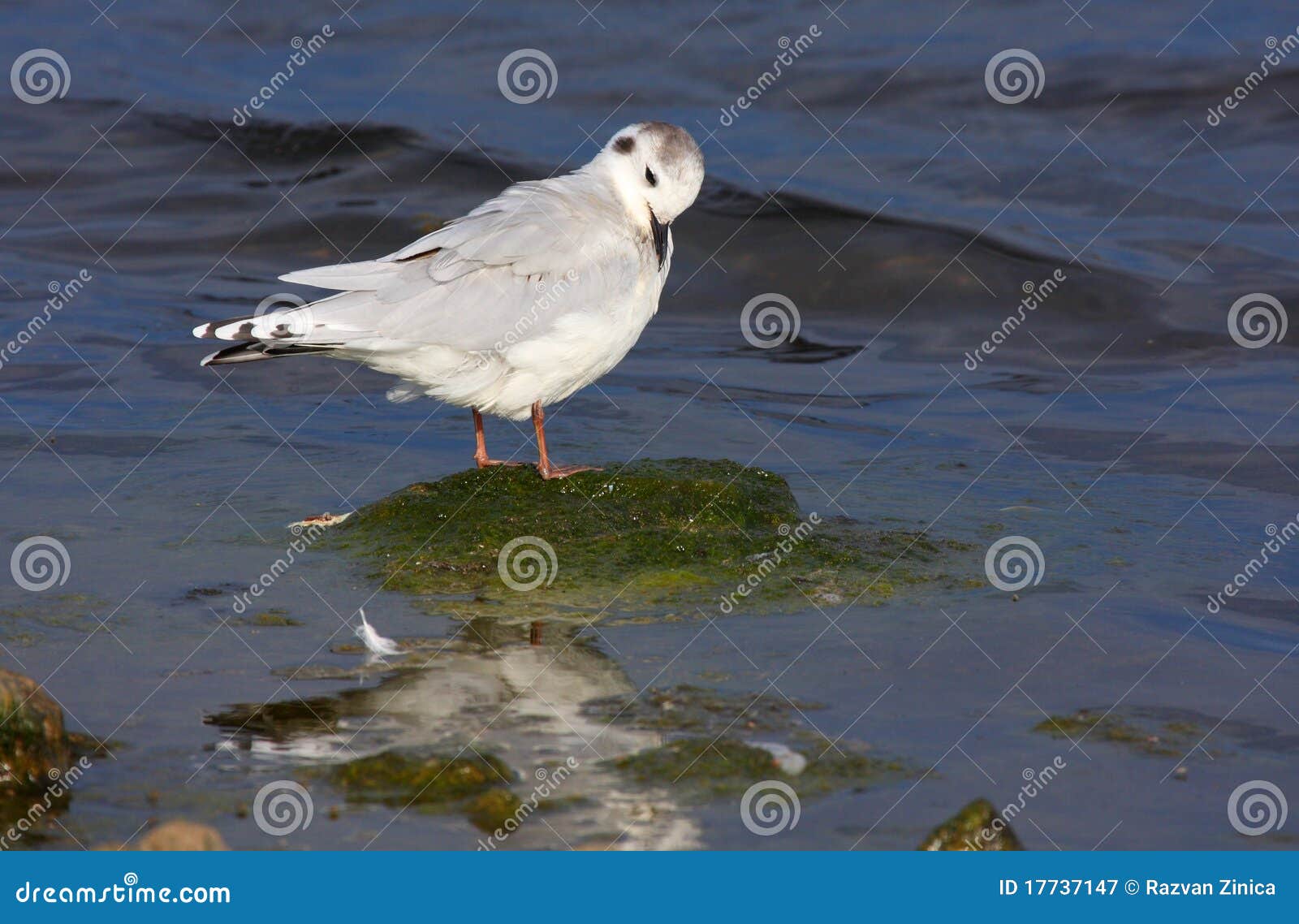 Little gull stock image. Image of sand, nature, hydrocoloeus - 17737147