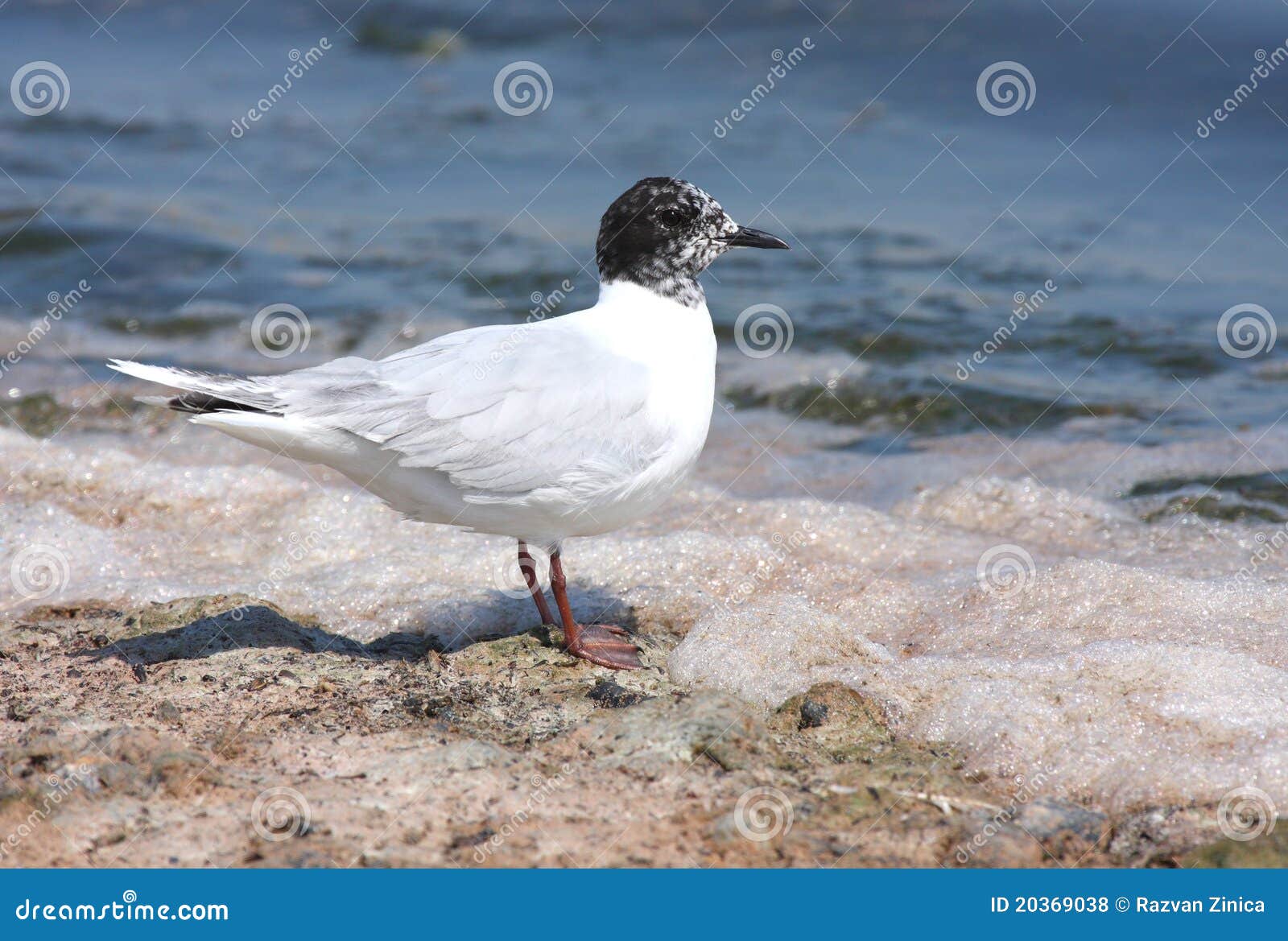 Little Gull (Hydrocoloeus Minutus) Stock Photo - Image of sleepy ...