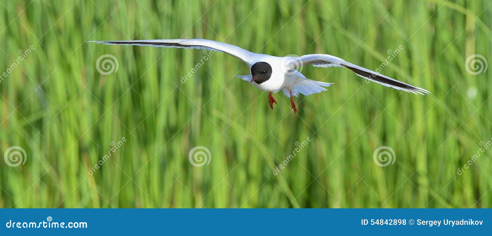 The Little Gull (Larus Minutus) in Flight Stock Photo - Image of ...