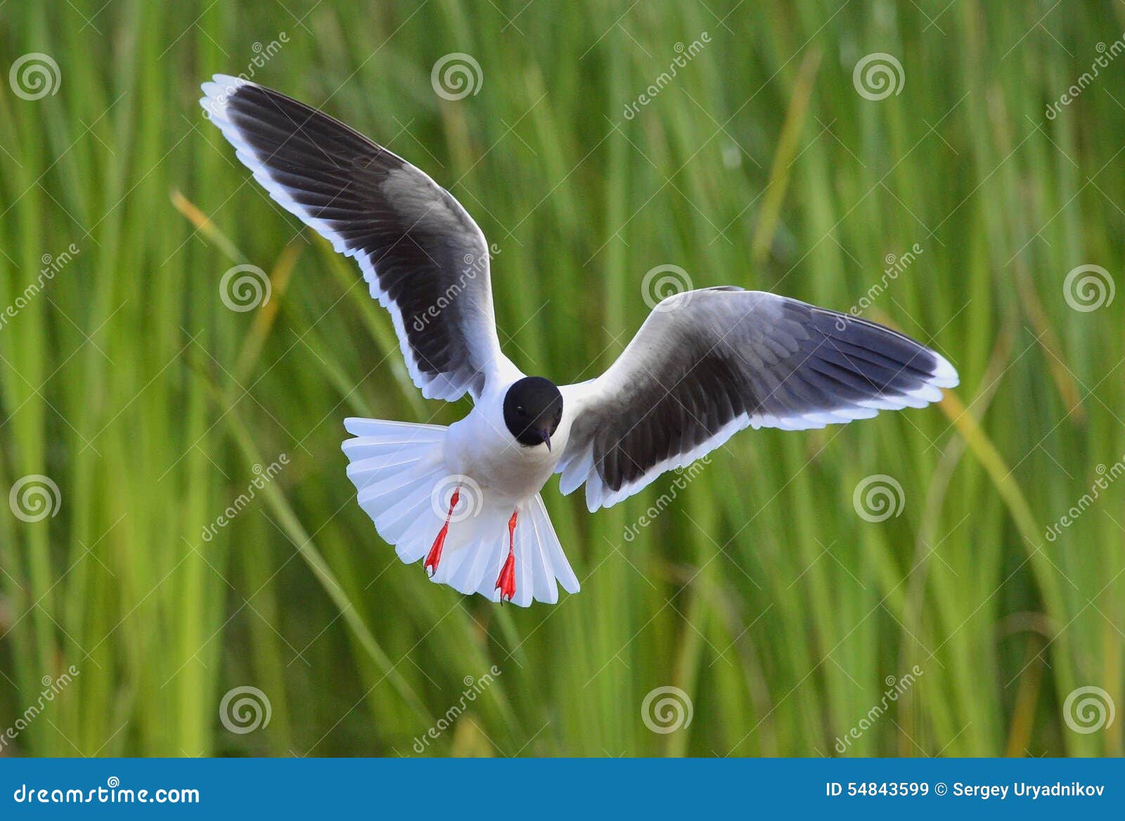 The Little Gull (Larus Minutus) in Flight Stock Image - Image of action ...
