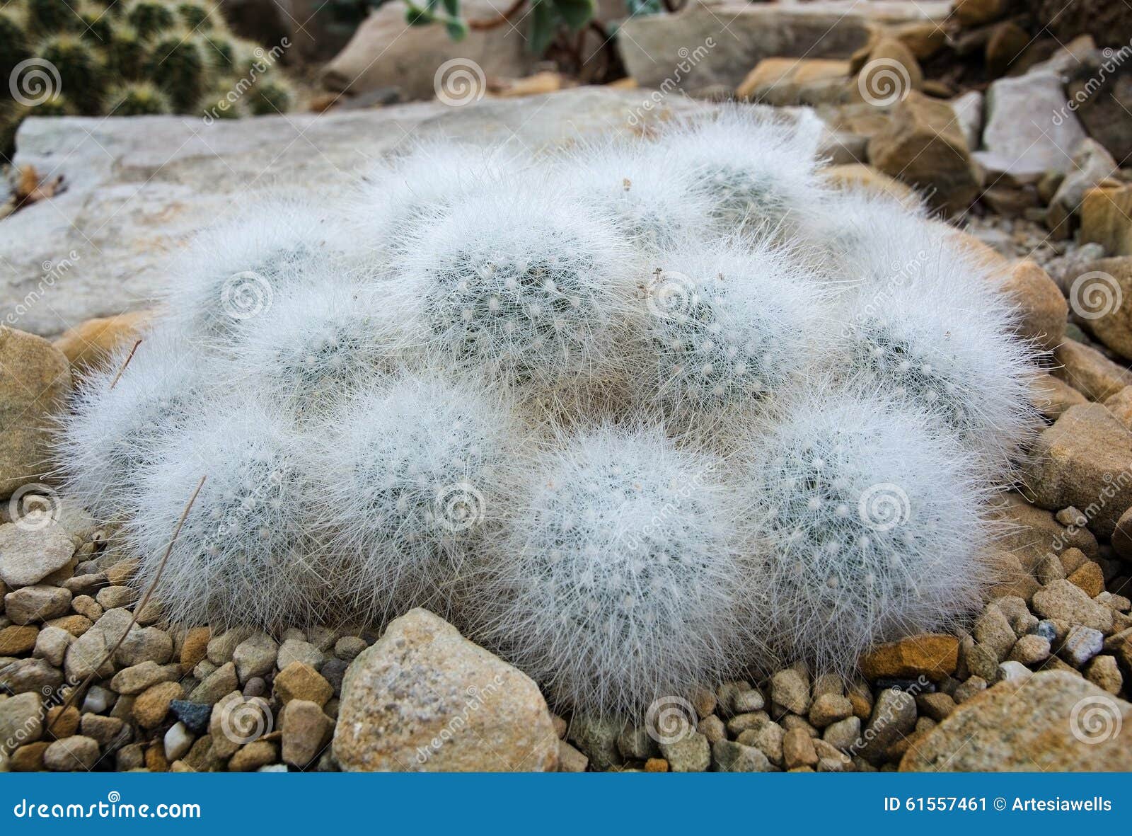 Little Hairy Ball Shaped Cactus Stock Image - Image of mexico, plant ...