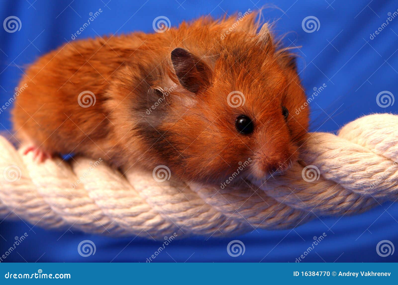 Little hamster stock photo. Image of isolated, pets, fluffy - 16384770