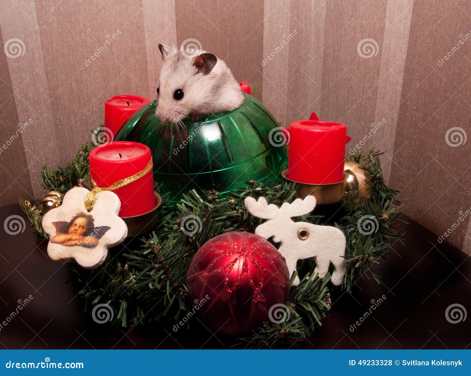 Little Hamster in Christmas Tree Stock Photo - Image of smelling ...