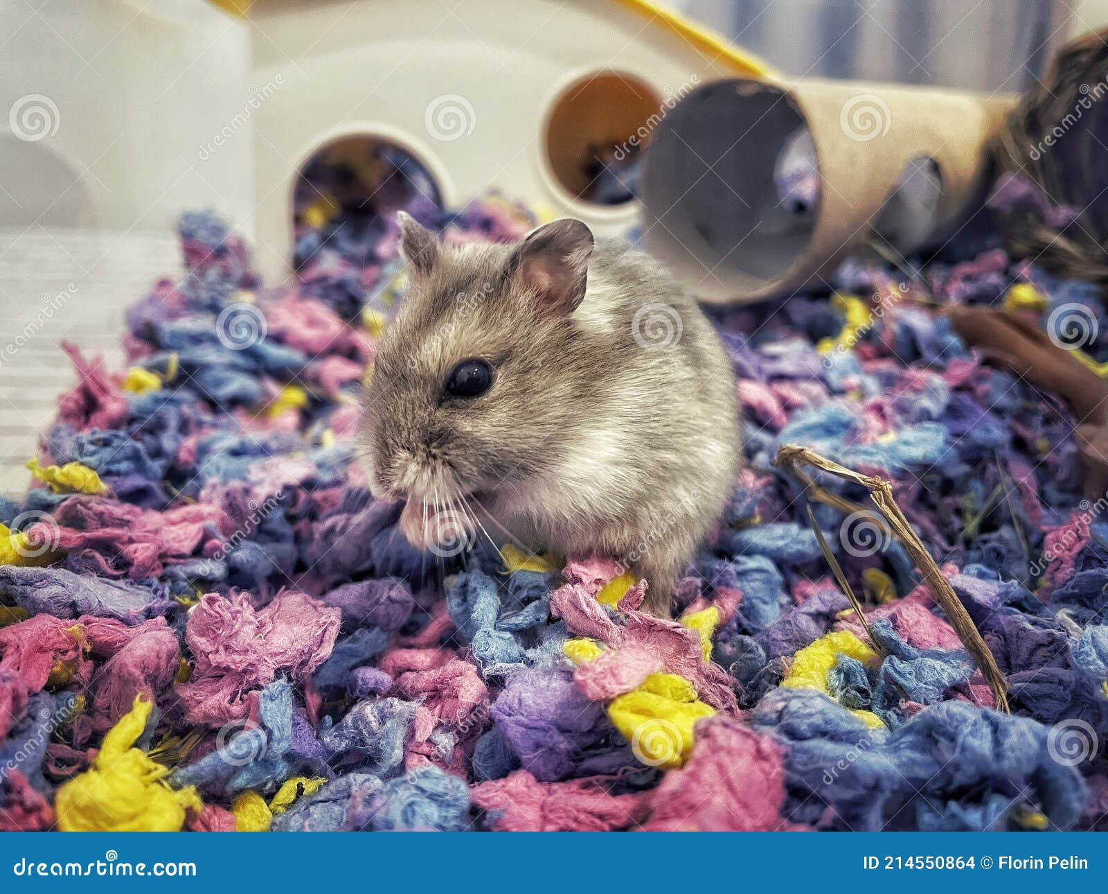 Little hamster stock photo. Image of mouse, tiny, colours - 214550864