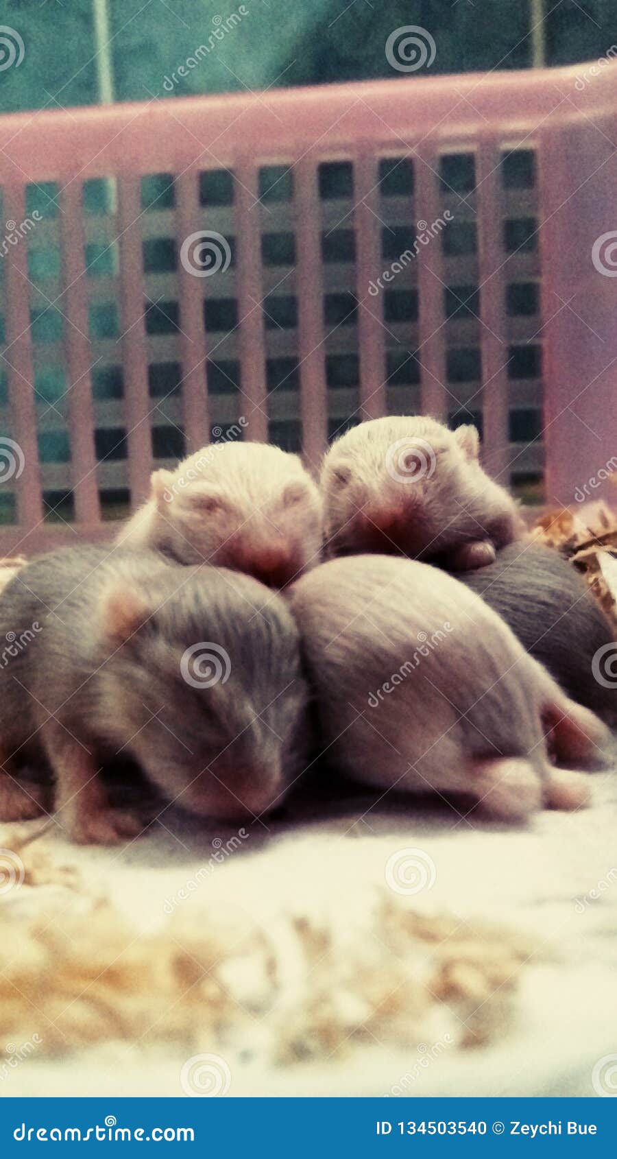Little hamster stock photo. Image of cuteness, cute - 134503540
