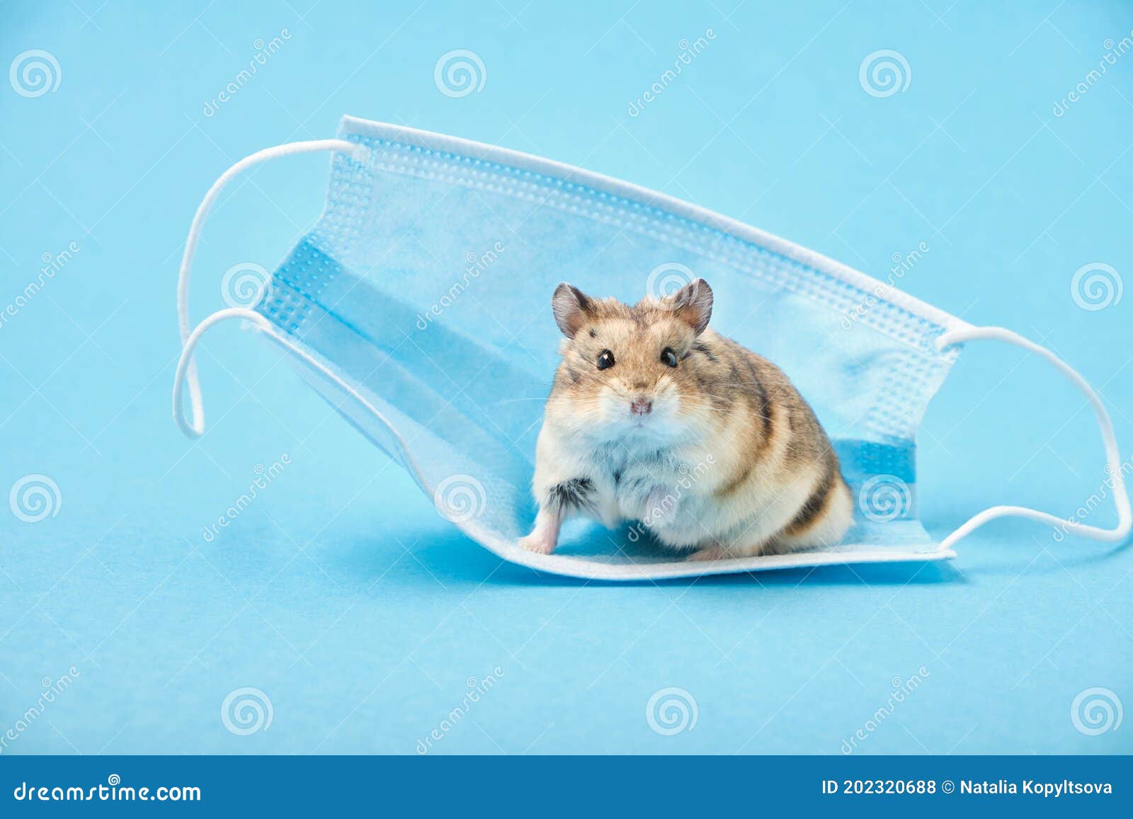 Little Hamster and Face Mask on Blue Background Stock Photo - Image of ...