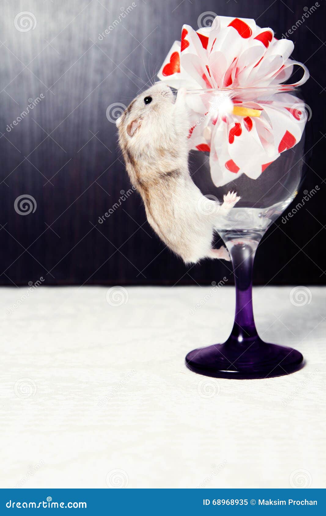Little Hamster in a Glass Decorated with a Bow Stock Image - Image of ...