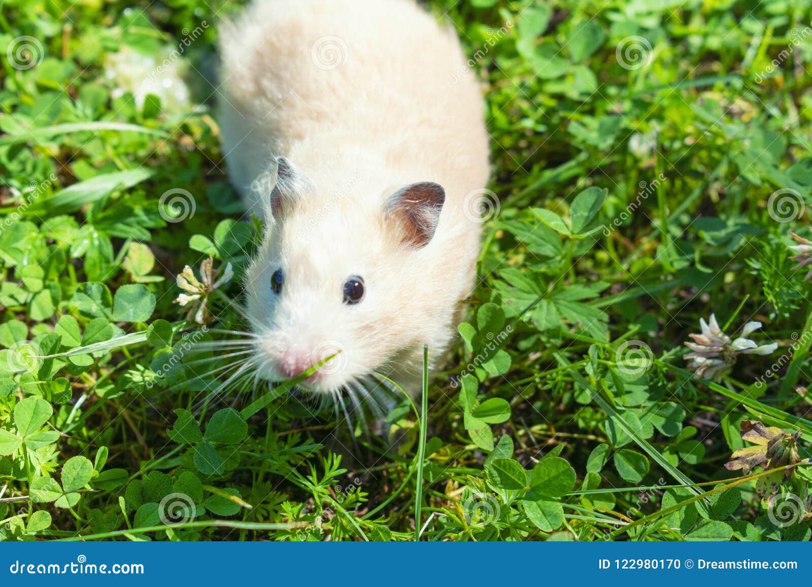 Little hamster and grass stock photo. Image of white - 122980170