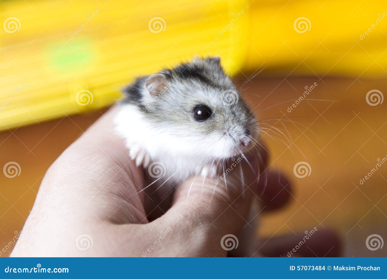 Little hamster in the hand stock photo. Image of beautiful - 57073484