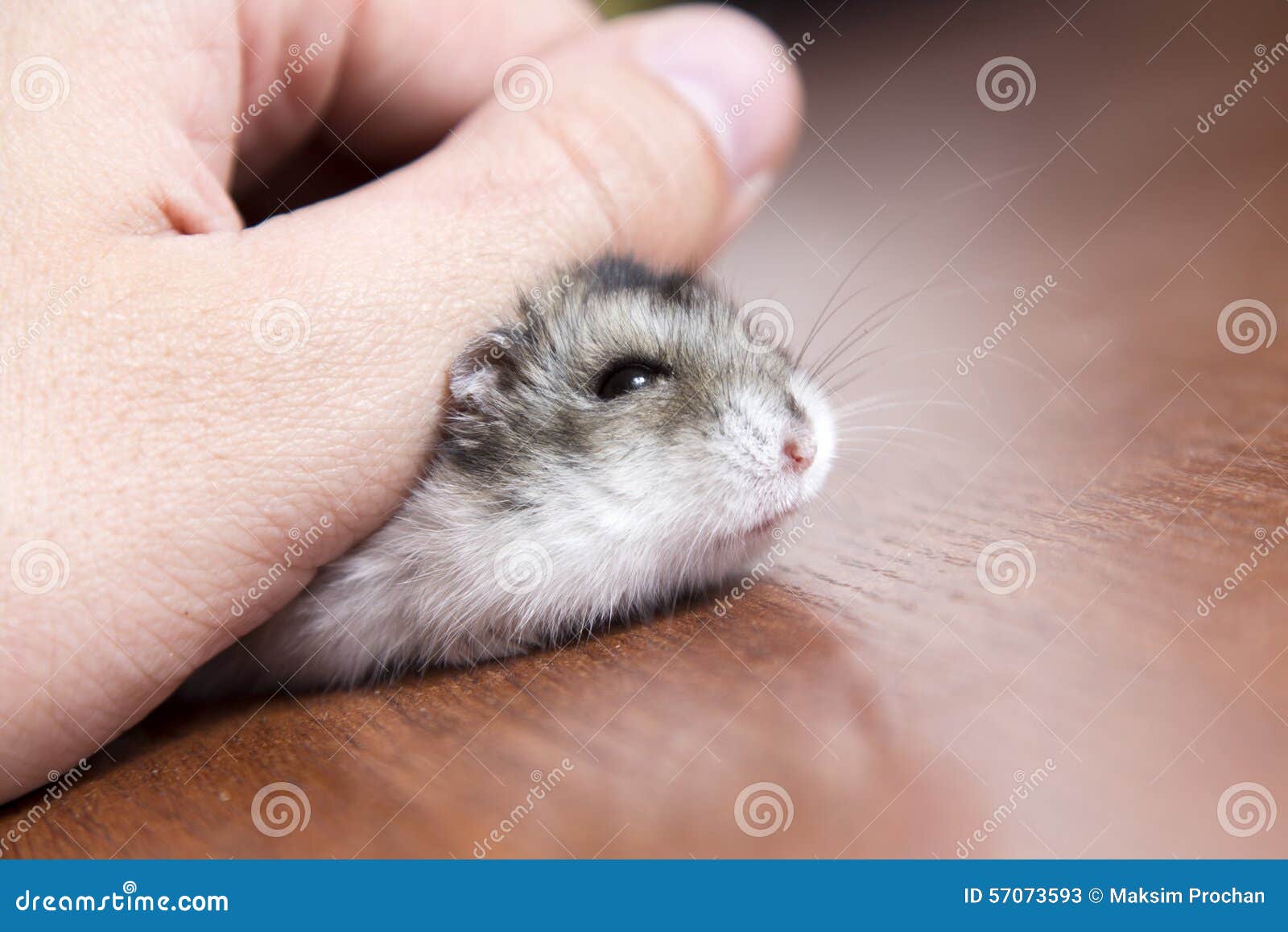 Little hamster in the hand stock image. Image of portrait - 57073593